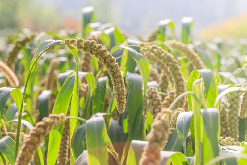 Millet Planted in the Fields Stock Photo - Image of green, ancient ...