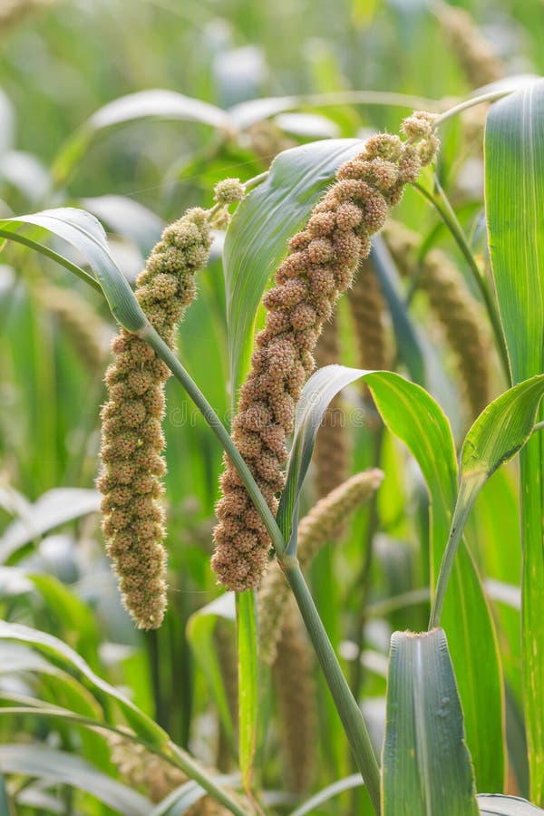 Millet Planted in the Fields Stock Image - Image of features, huang ...