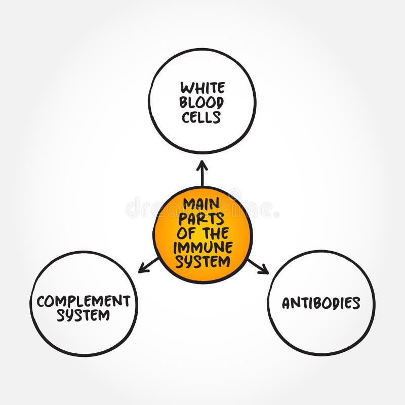 Complement Proteins Stock Illustrations – 10 Complement Proteins Stock ...