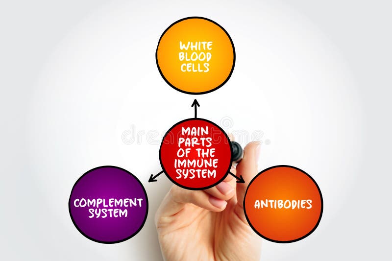 Immune System Mind Map Immune System Concept Map By Chris TIne | TPT