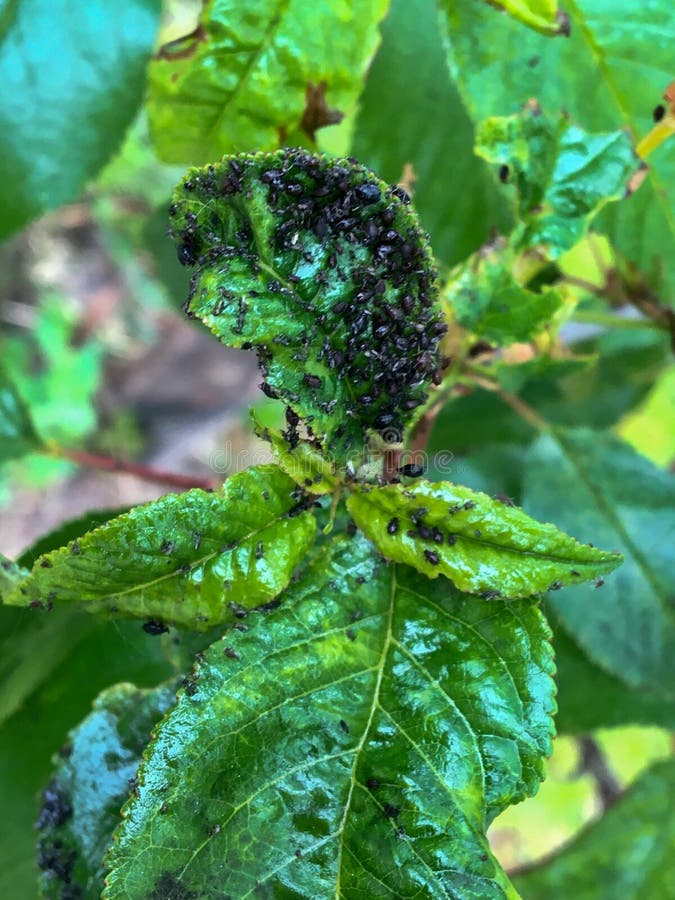The Main Pests of Cherries and Cherries are Cherry Aphids Stock Image ...