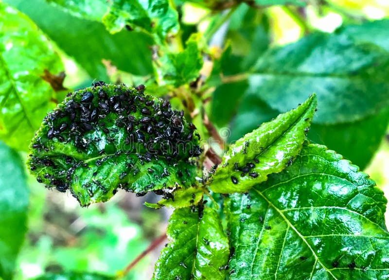 The Main Pests of Cherries and Cherries are Cherry Aphids Stock Image ...