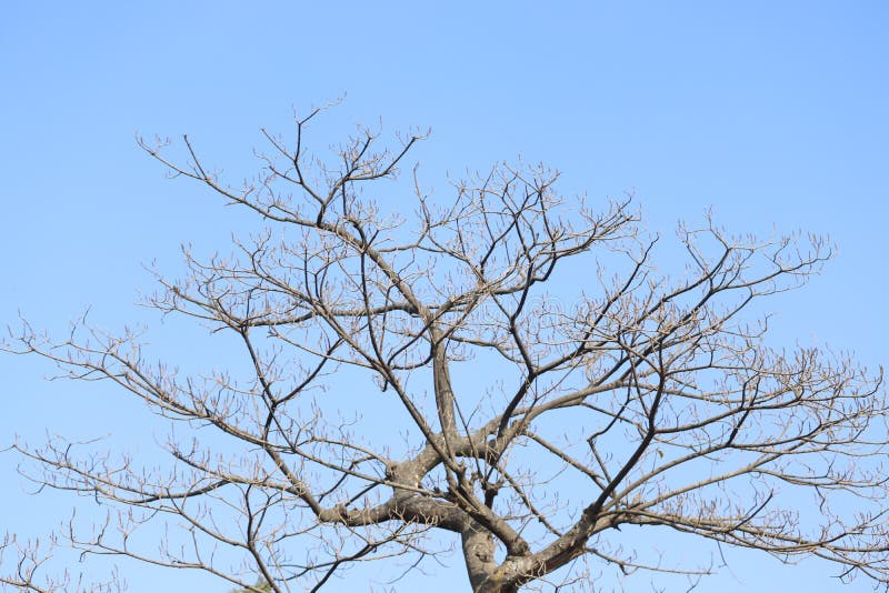 Leaves Fall from Trees during the Winter Season. Stock Image - Image of ...