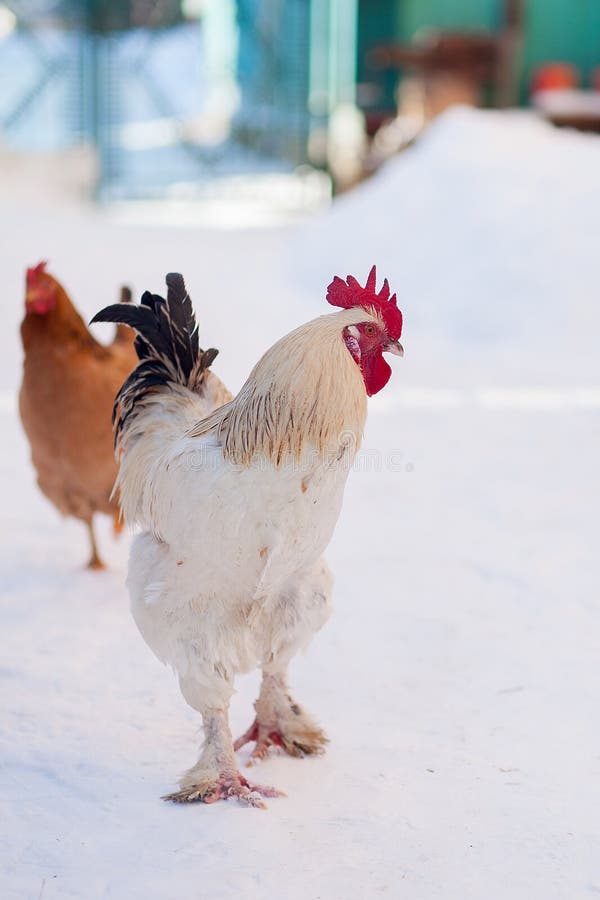 Main Rooster Boss Portrait.Cock in Winter, Snow Stock Image - Image of ...