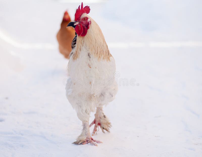 Main Rooster Boss Portrait.Cock in Winter, Snow Stock Image - Image of ...