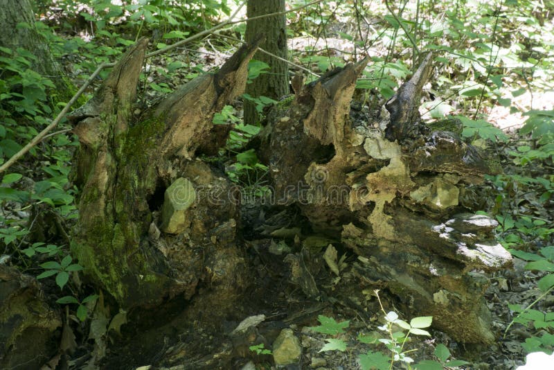 Fallen tree root system stock photo. Image of decaying - 118990592