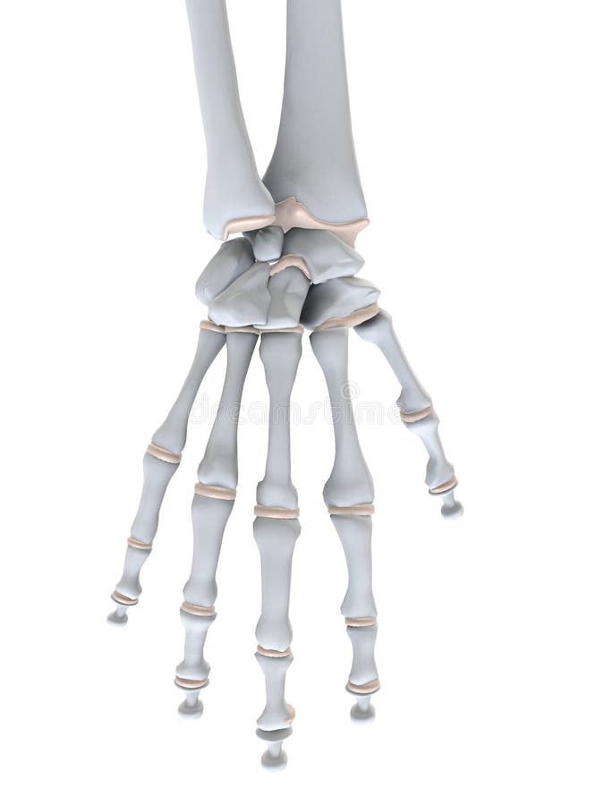 Main squelettique illustration stock. Illustration du science - 3545938