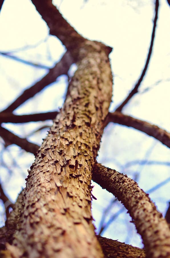 The Main Trunk of the Tree with Bark, Branching Stock Image - Image of ...