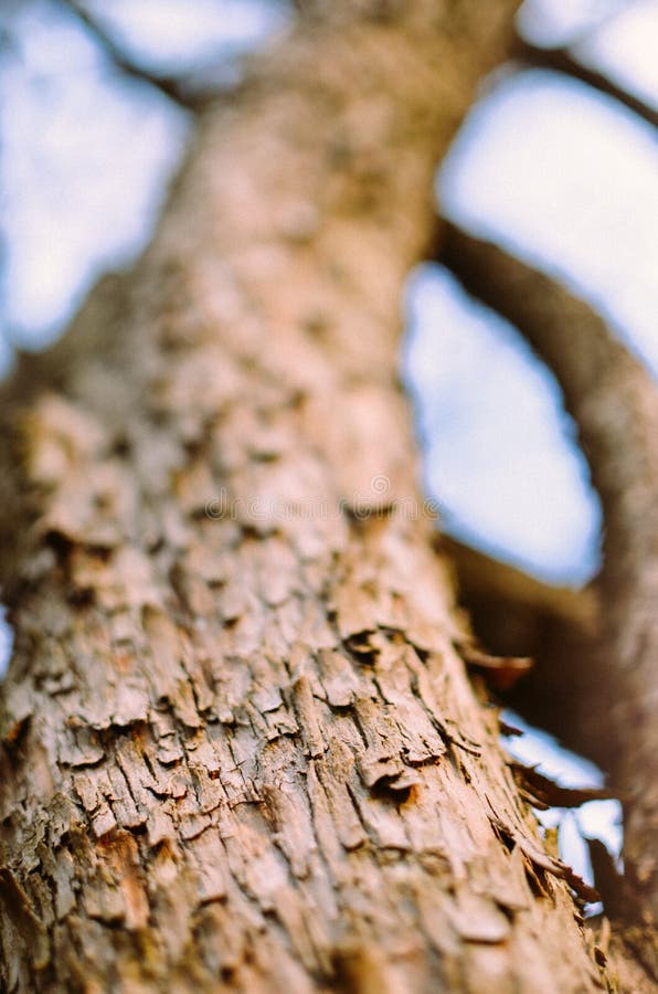 The Main Trunk of the Tree with Bark, Branching Stock Image - Image of ...