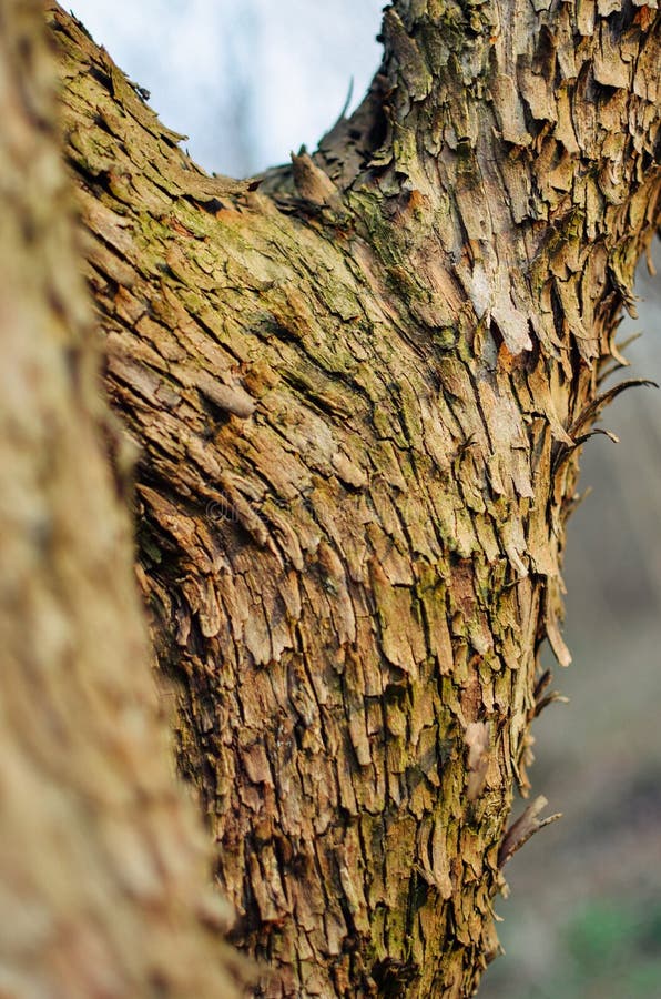 The Main Trunk of the Tree with Bark, Branching Stock Image - Image of ...