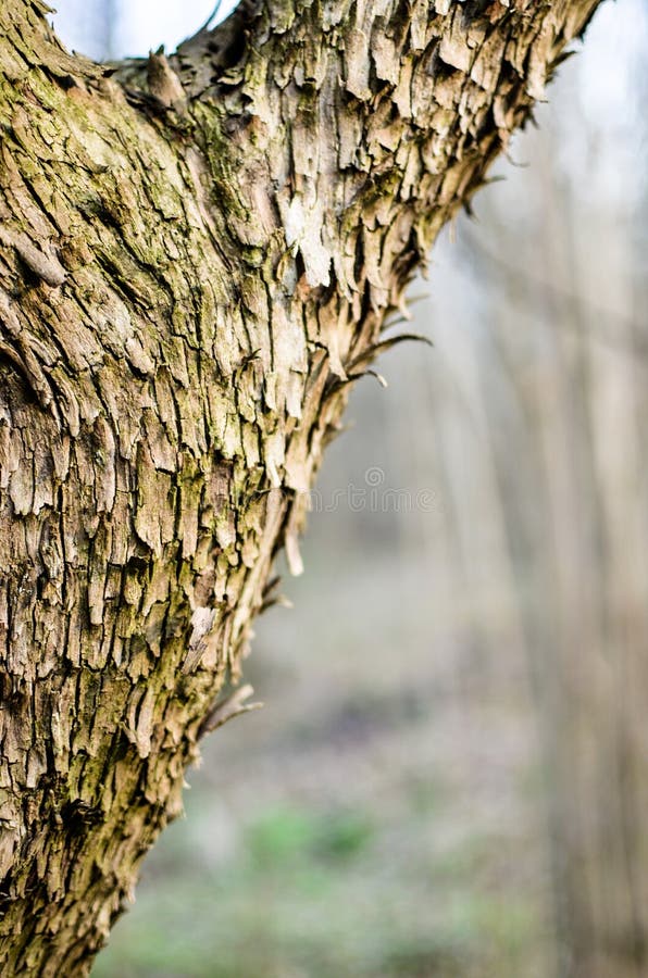 The Main Trunk of the Tree with Bark, Branching Stock Image - Image of ...
