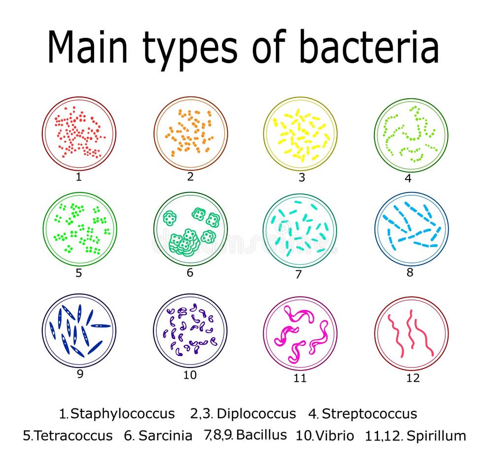 Bacteria Tetracoccus Stock Illustrations – 134 Bacteria Tetracoccus ...
