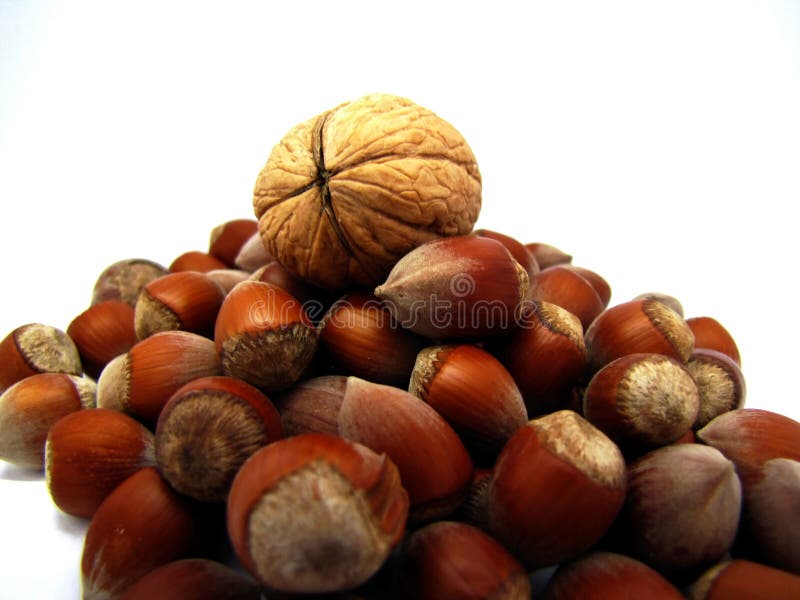 Main walnut stock image. Image of food, health, hazel - 41953937