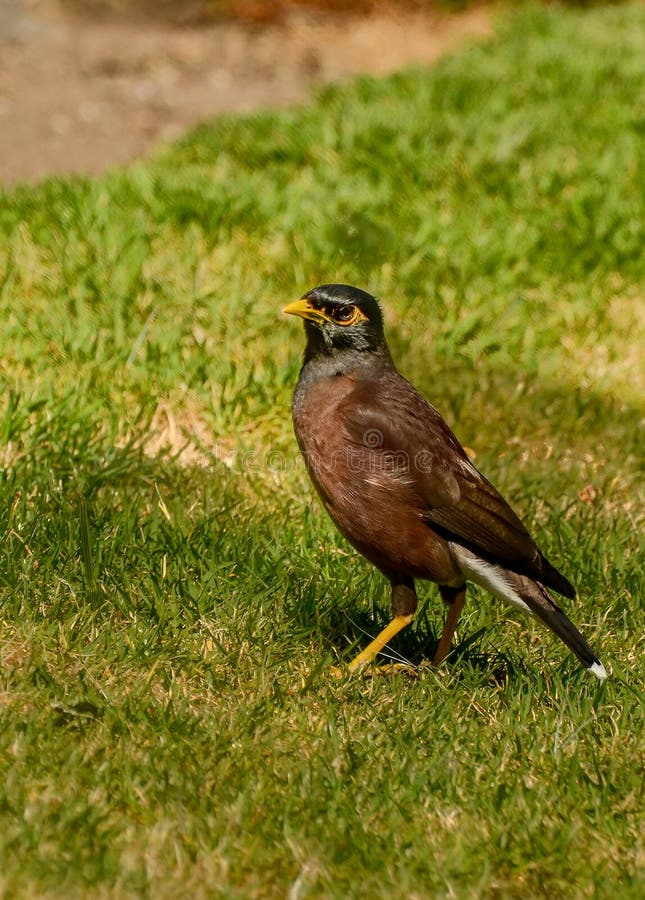 Birds Maina India stock photo. Image of sitting, birds - 92039166
