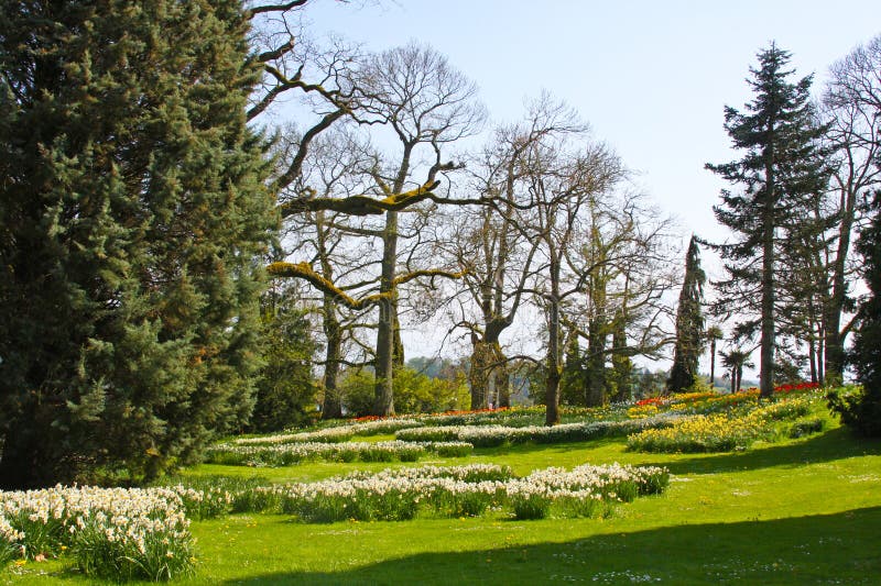 Mainau, Germany. Mainau Island Spring Landscape. Blooming Daffodils on ...