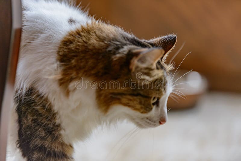 Maincoon Cat Portrait of Pet Stock Photo - Image of maincoon, elegant ...