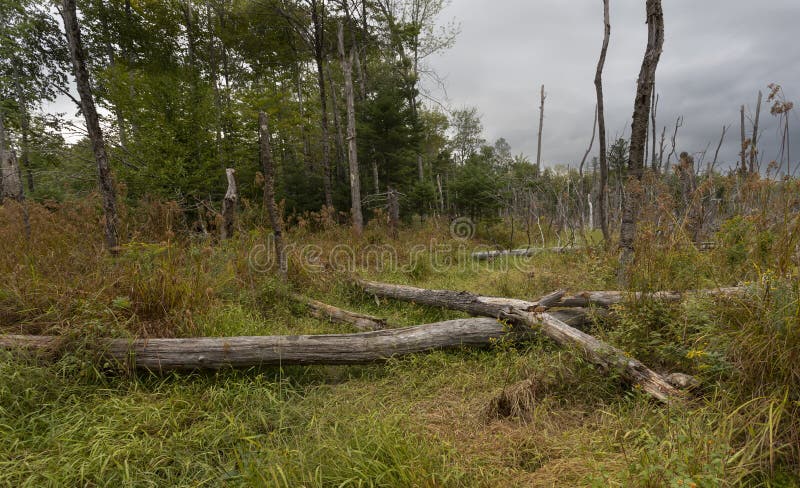Maine Bog with Lots of Dead Trees Stock Photo - Image of brown ...