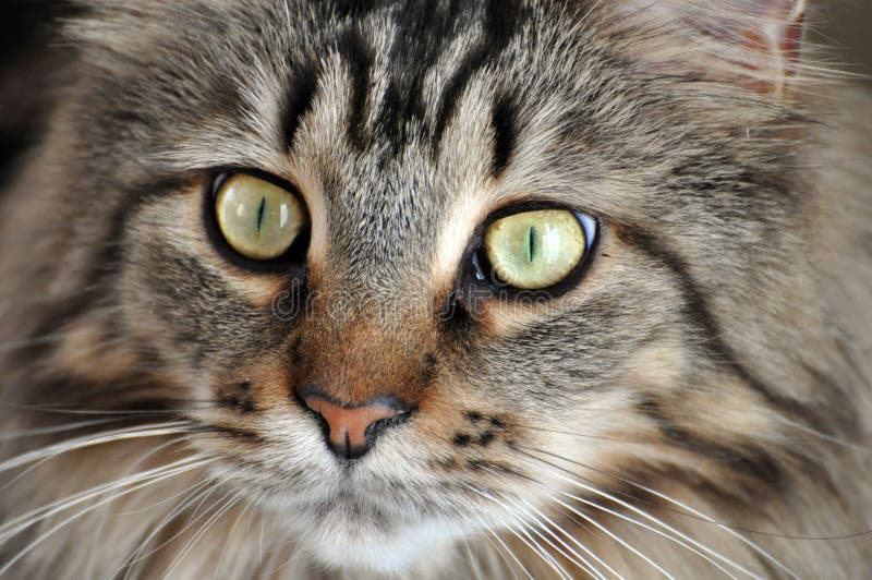 Maine Coon Cat stock photo. Image of stripe, green, whiskers - 13015632