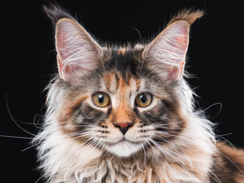 Maine Coon Cat stockbild. Bild von getrennt, flaumig - 98803597