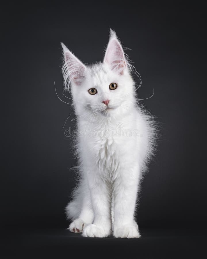 207 Handsome Male Standing Facing Camera Stock Photos - Free & Royalty ...