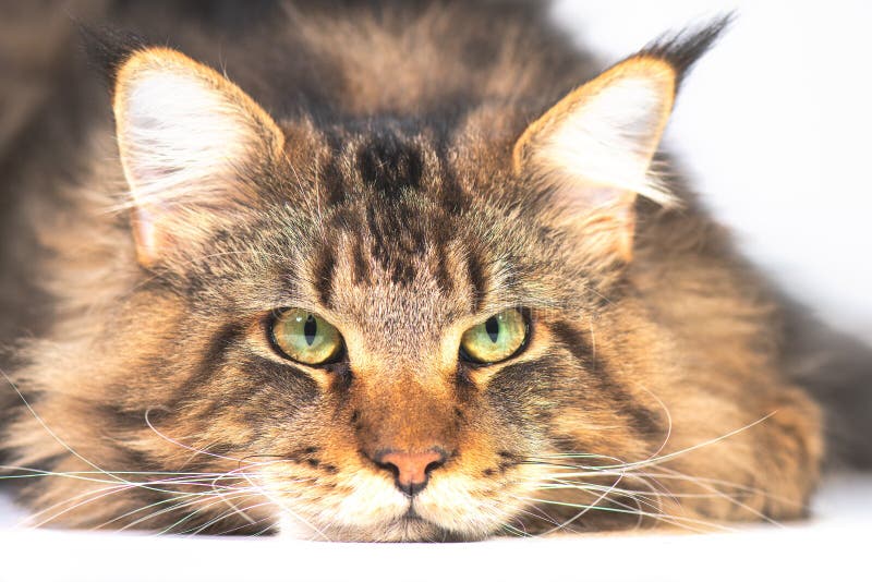 Maine Coon Cat with Chin Resting on the Ground Stock Image - Image of ...