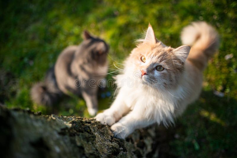 Cat Rearing Up on Birch Tree in Autumn Stock Photo - Image of outdoors ...