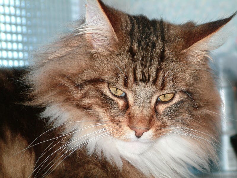 Maine Coon Cat Close-up Indoors Stock Photo - Image of cute, head ...