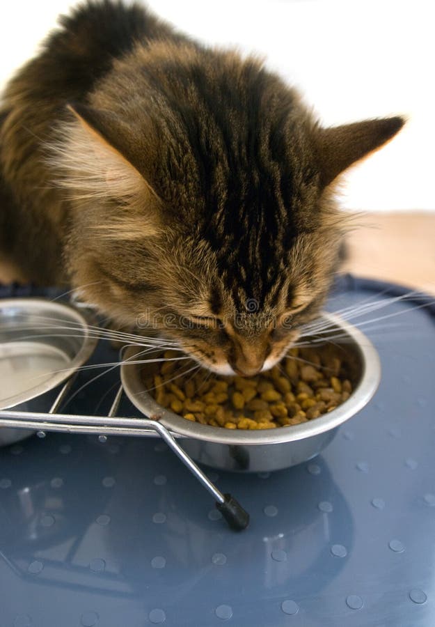Maine coon cat eating stock photo. Image of coon, feline - 9834872