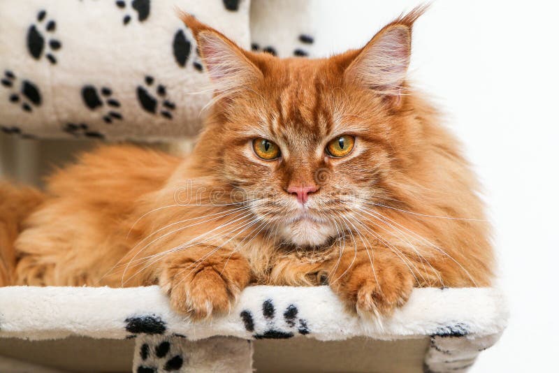 Maine Coon Cat is Lying on the Play House Stock Photo - Image of relax ...