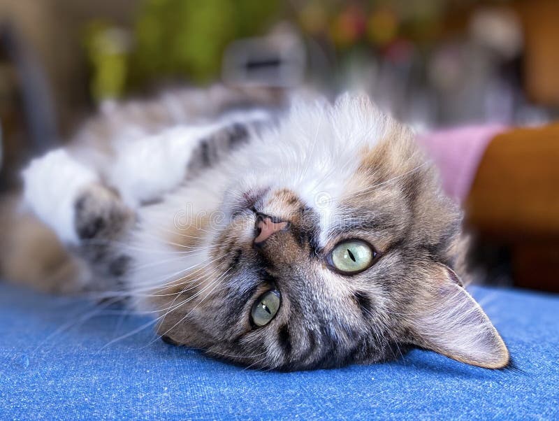 Maine coon cat nap stock photo. Image of relaxing, feline - 277922230