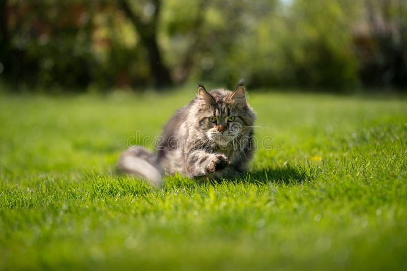 Maine Coon Cat on the Prowl Hunting Stock Image - Image of beautiful ...