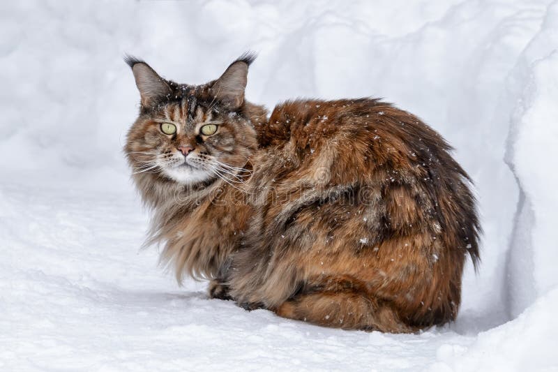 Maine Coon Cat Sits on the Snow with a Frown. Snow Path, Snowdrift. Cat ...