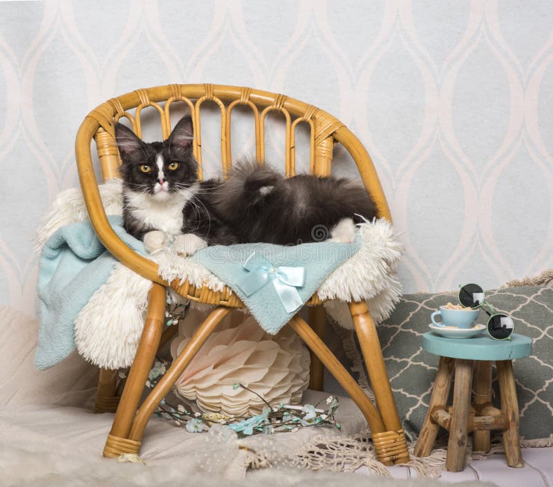 Maine Coon Cat Sitting on Chair in Studio, Portrait Stock Image - Image ...