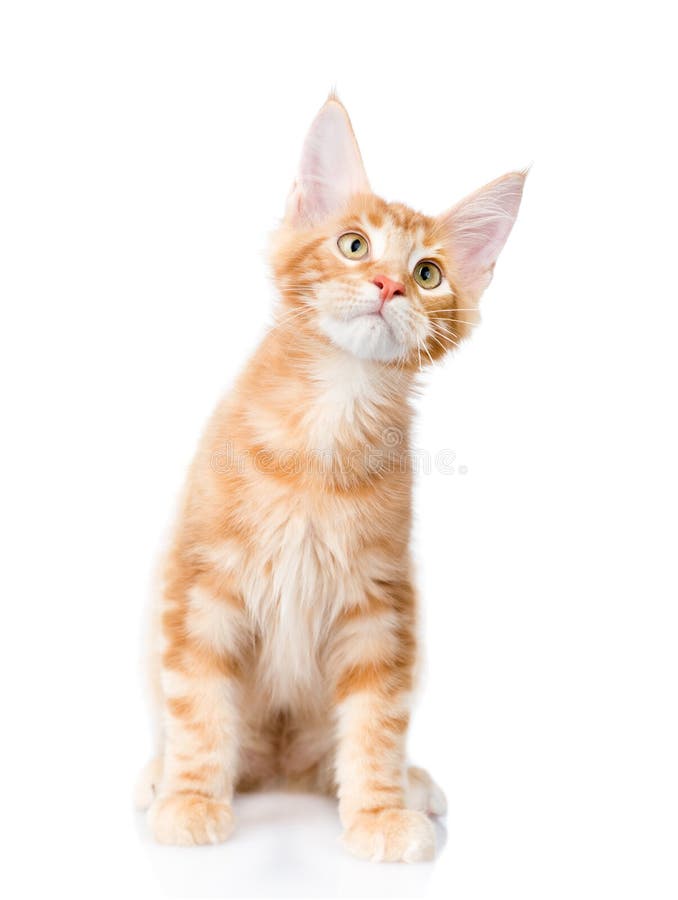 36,979 Cat Front View Stock Photos - Free & Royalty-Free Stock Photos ...