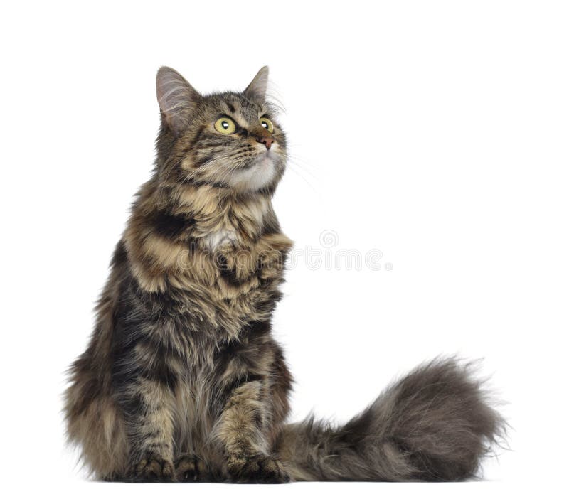 Maine Coon Cat, Sitting and Facing Stock Photo - Image of animal, maine ...