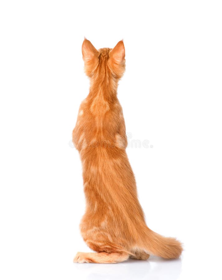 Maine Coon Cat Standing in Back View. Isolated on White Stock Photo ...