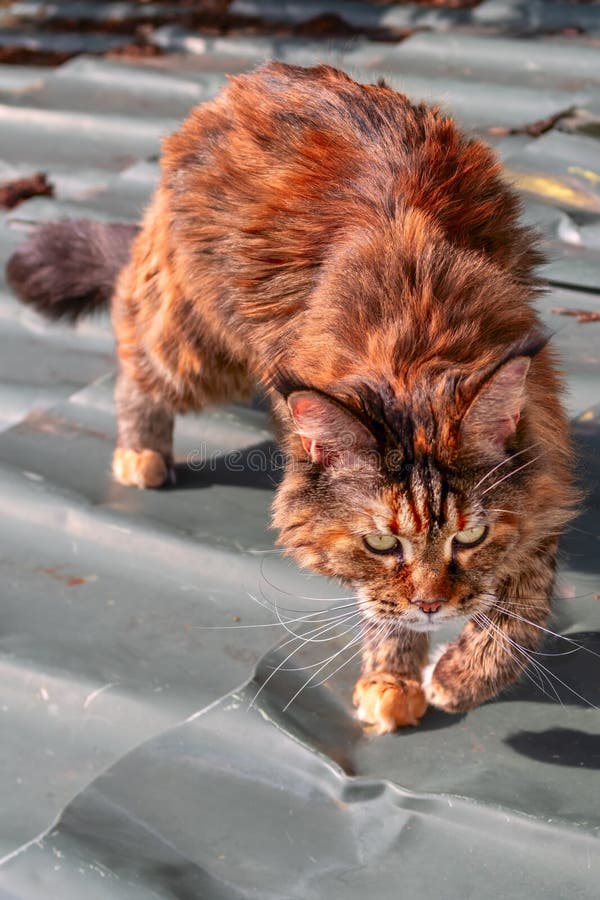 Maine Coon Cat Walks on the Roof Stock Image - Image of maine, nature ...