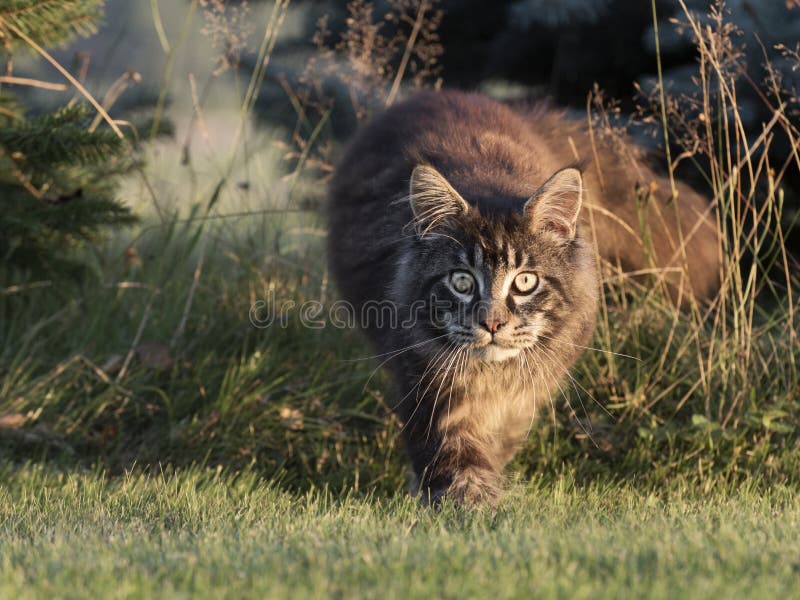 Maine Coon on the Forest Ground Stock Image - Image of grass, coon ...