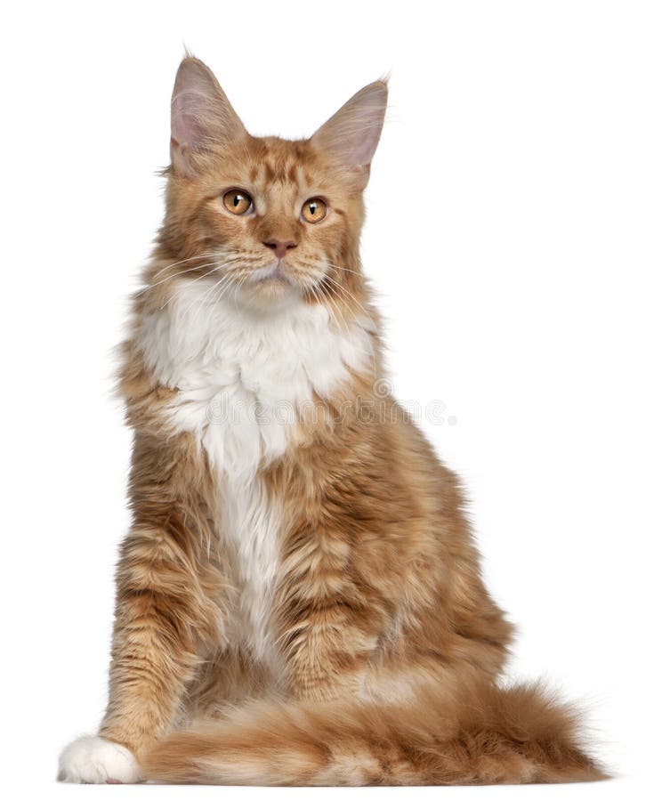 Maine Coon Kitten, 7 Months Old Stock Image - Image of furry, nature ...