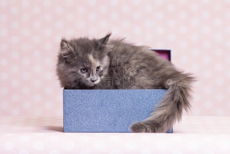 Maine Coon Kitten 2 Months Old Stock Photo - Image of maine, full ... Maine Coon Kitten 2 Months Old Stock Photo - Image of maine, full ...