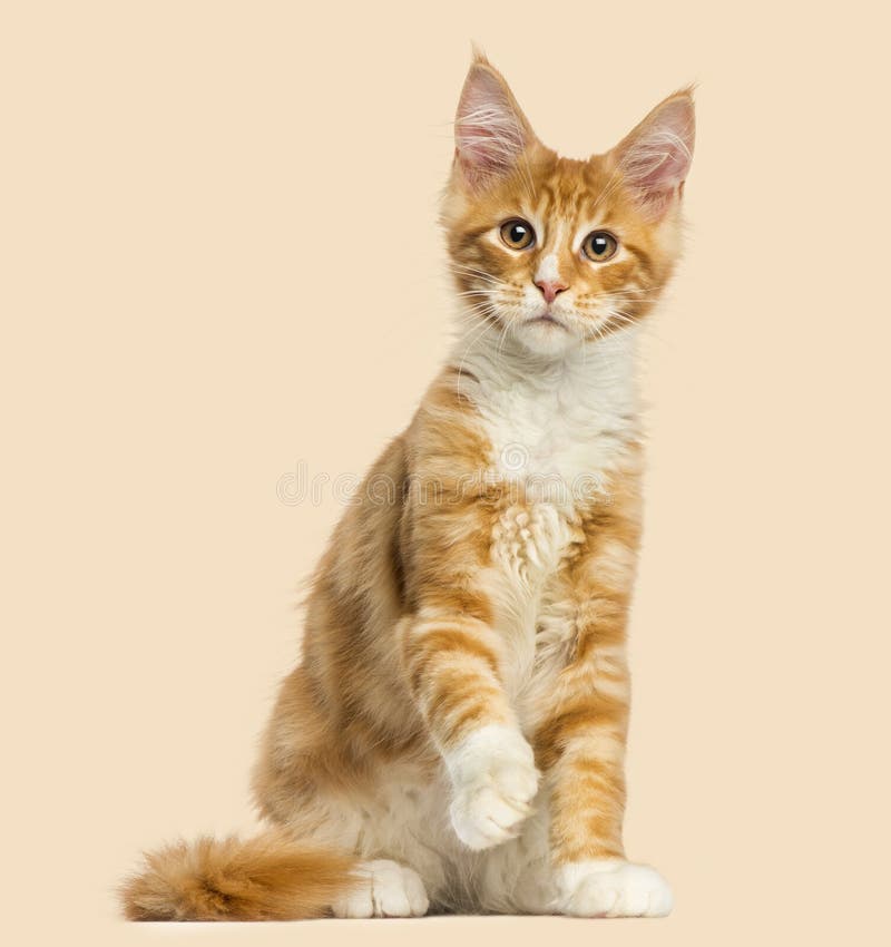 Maine Coon Kitten, Sitting, Facing, Stock Photo - Image of animal ...