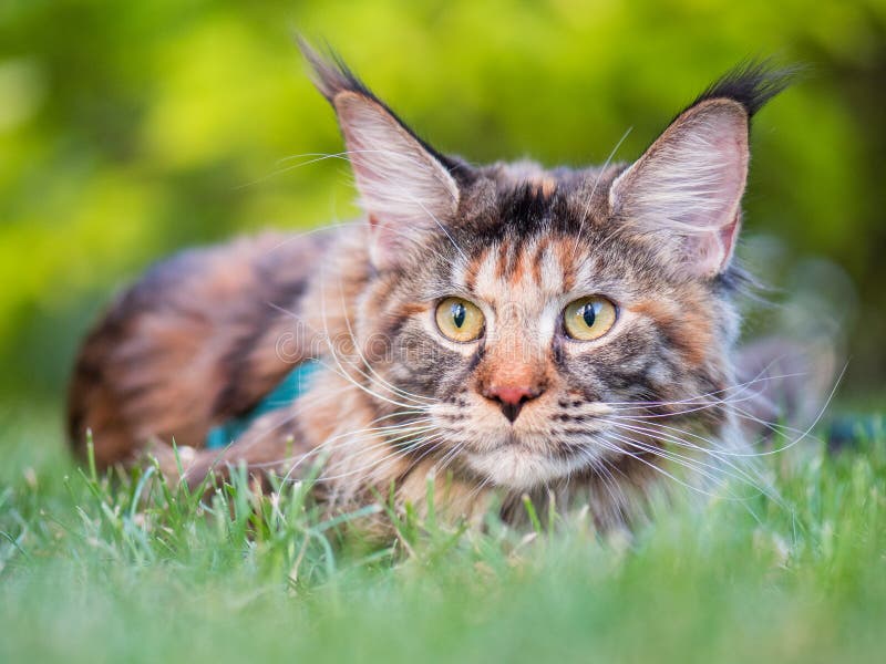 Maine Coon kot w parku obraz stock. Obraz złożonej z czerń - 111008479