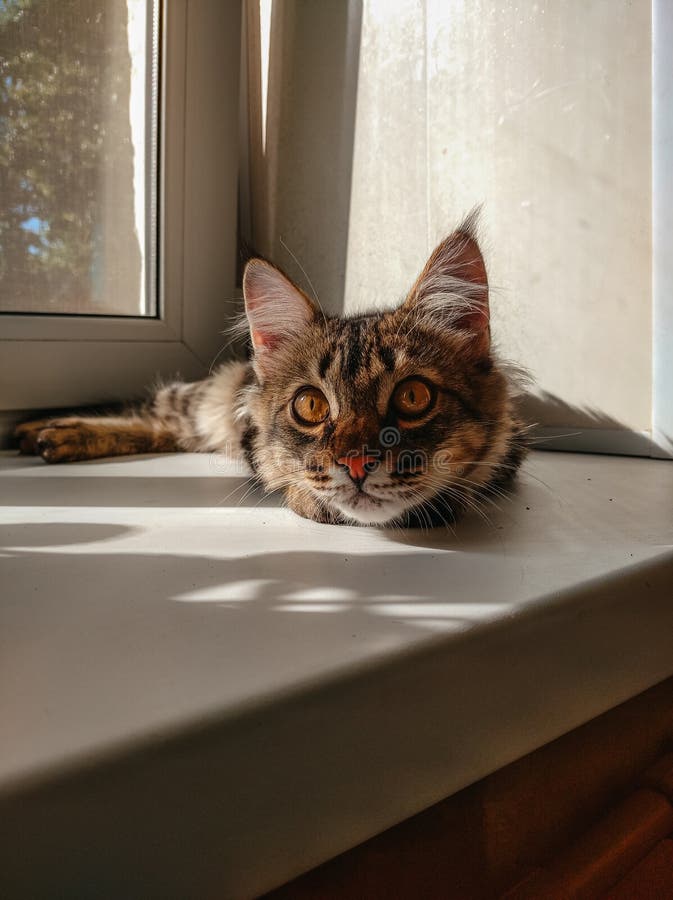 Maine Coon in the Rays of the Summer Sun Stock Image - Image of summer ...