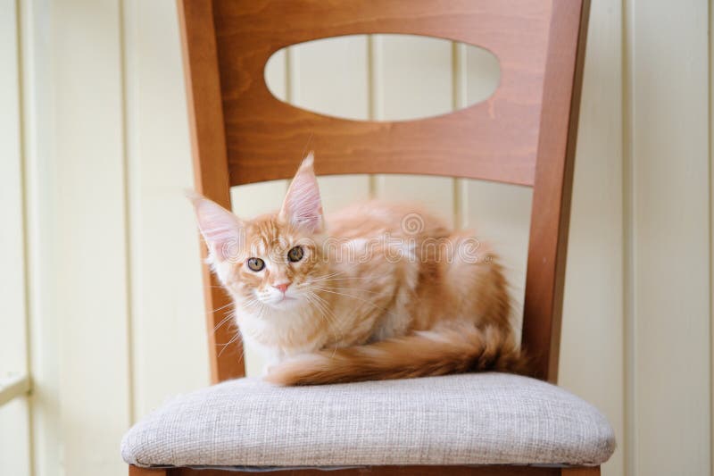 Maine coon stock photo. Image of hair, background, furry - 54141116