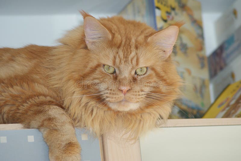 Coon Solid Red Boy Stock Photos - Free & Royalty-Free Stock Photos from ...