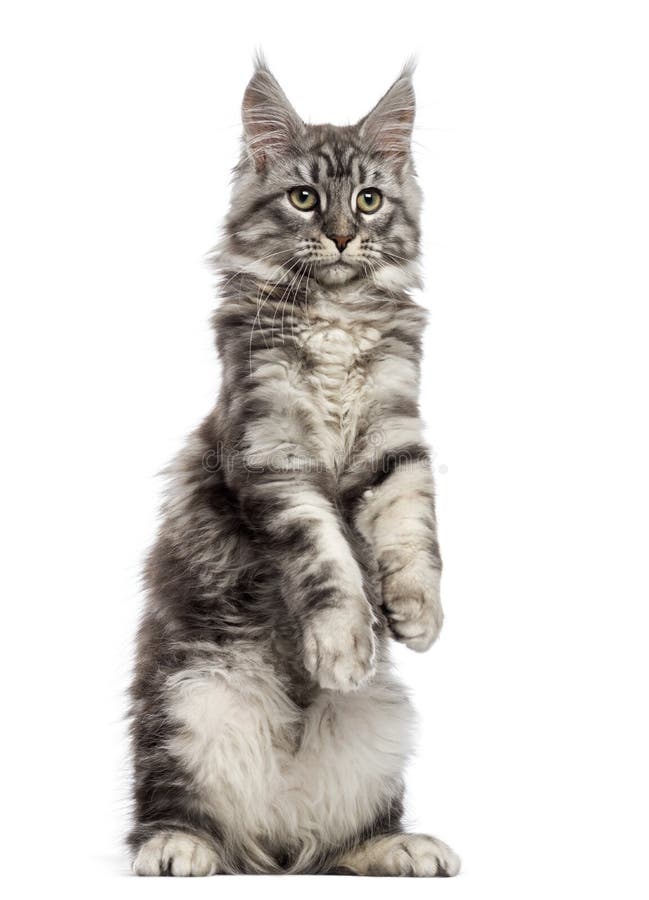 Maine Coon (2 Years Old) Standing on Its Hind Legs Stock Image - Image ...