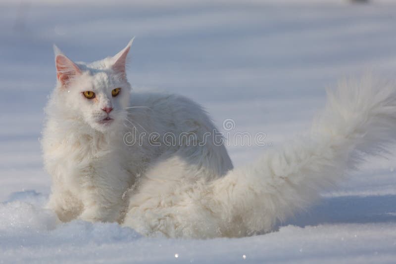 Maine Coone White Cat in the Winter and Snow Stock Image - Image of ...