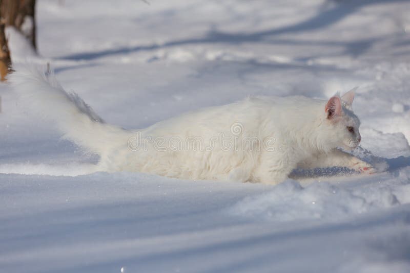Maine Coone White Cat in the Winter and Snow Stock Photo - Image of ...