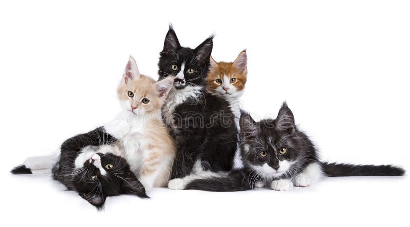 Coons Kitten White Background Stock Photos - Free & Royalty-Free Stock ...