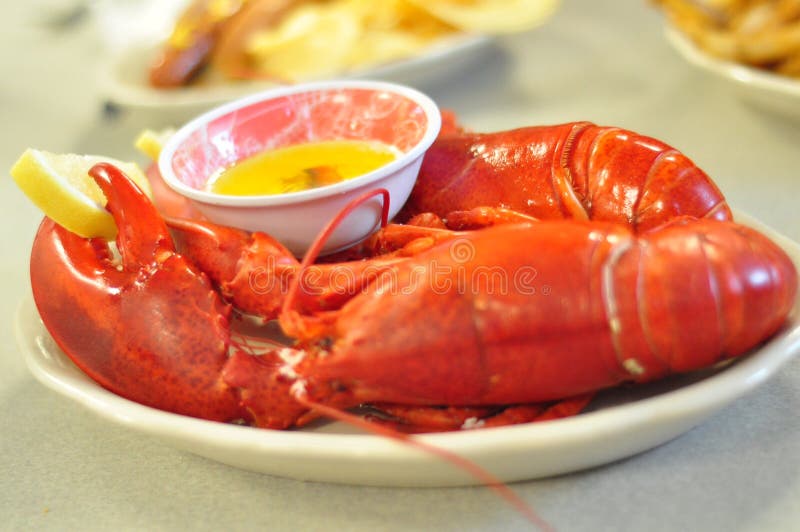 Maine lobster stock image. Image of lobster, fresh, food - 62338131